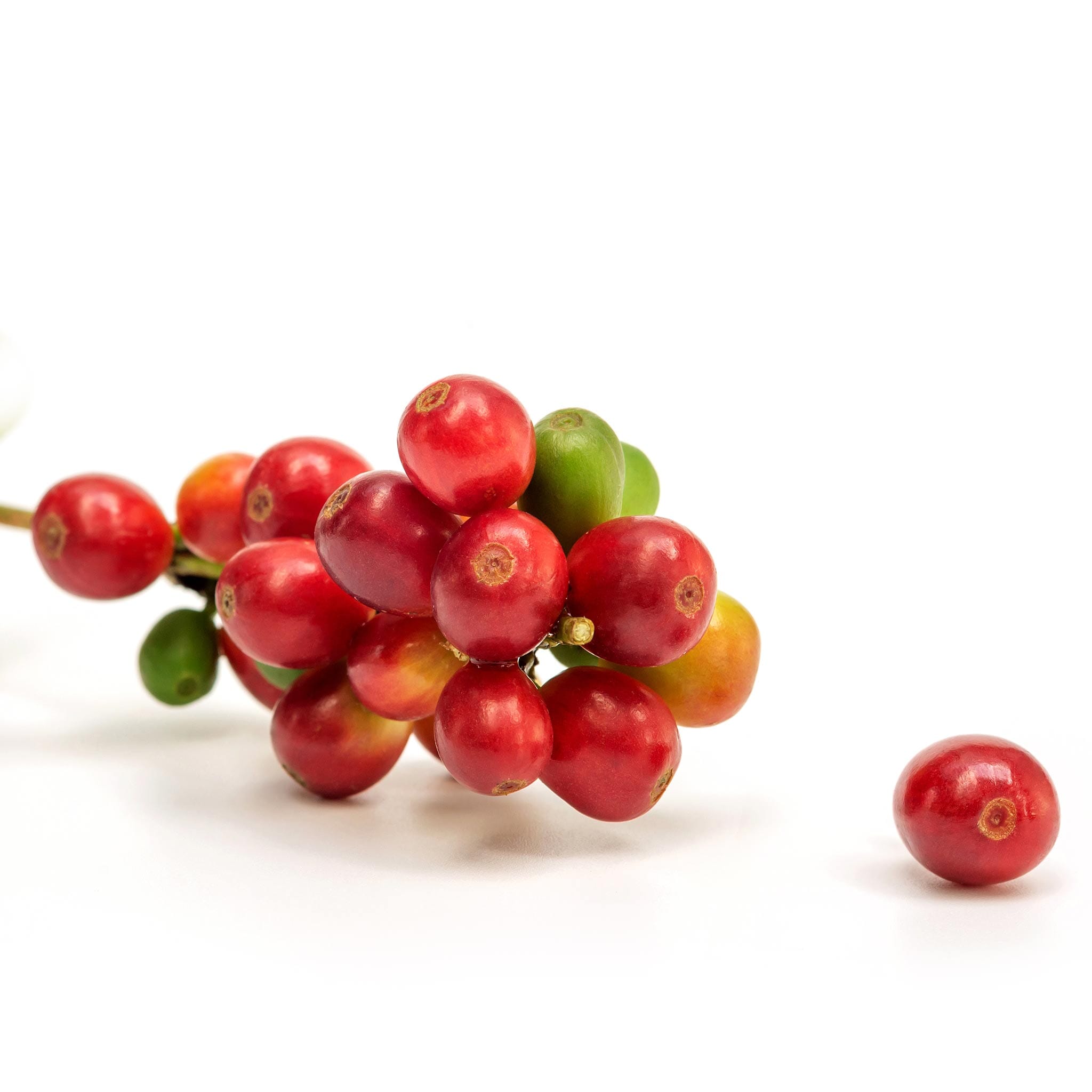 Focus Energy Coffee K-Cups | Medium Roast | Laird Superfood